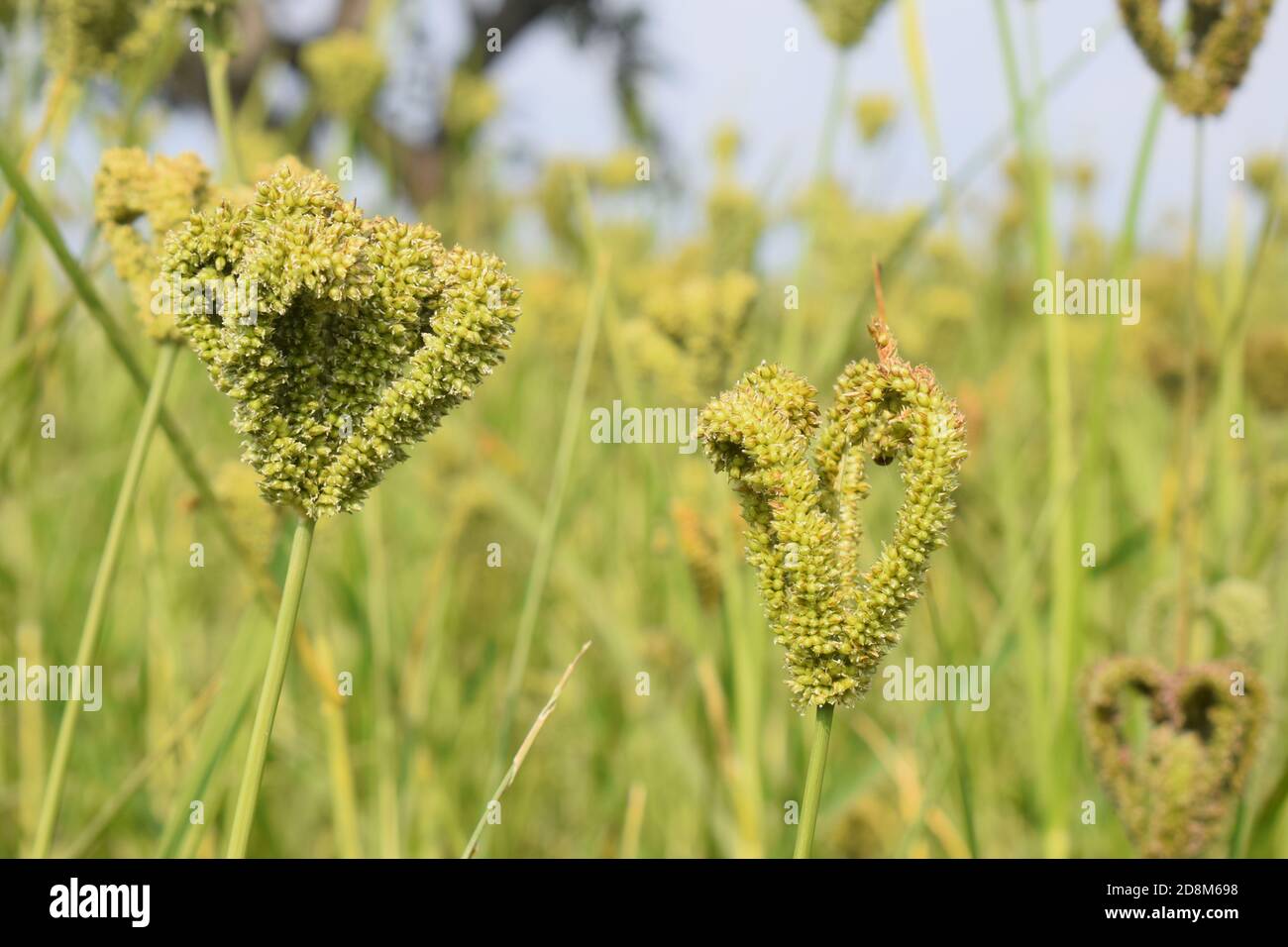 finger millet ( Raagi ) photo with blur background Stock Photo - Alamy