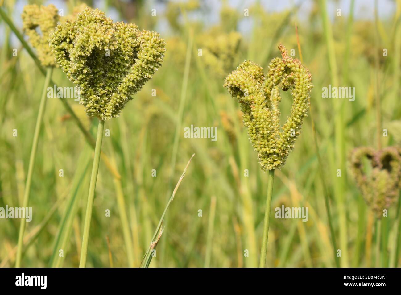 finger millet ( Raagi ) photo with blur background Stock Photo - Alamy