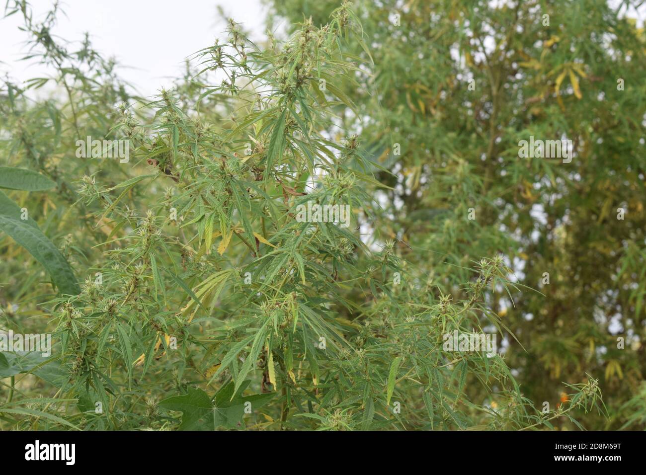 Marijuanas hi-res stock photography and images - Alamy