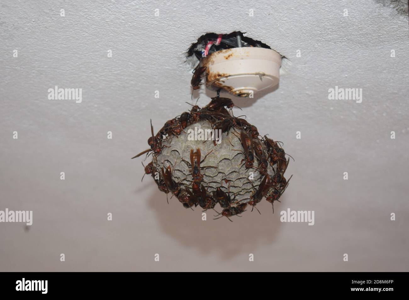 Hornet house hi-res stock photography and images - Alamy