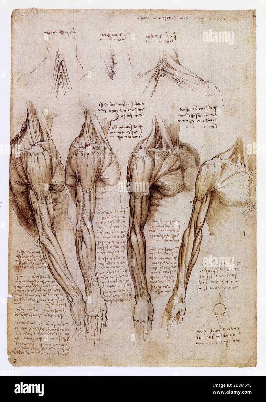 Leonardo da Vinci. Muscles of the right arm, shoulder and chest. 1510 ...