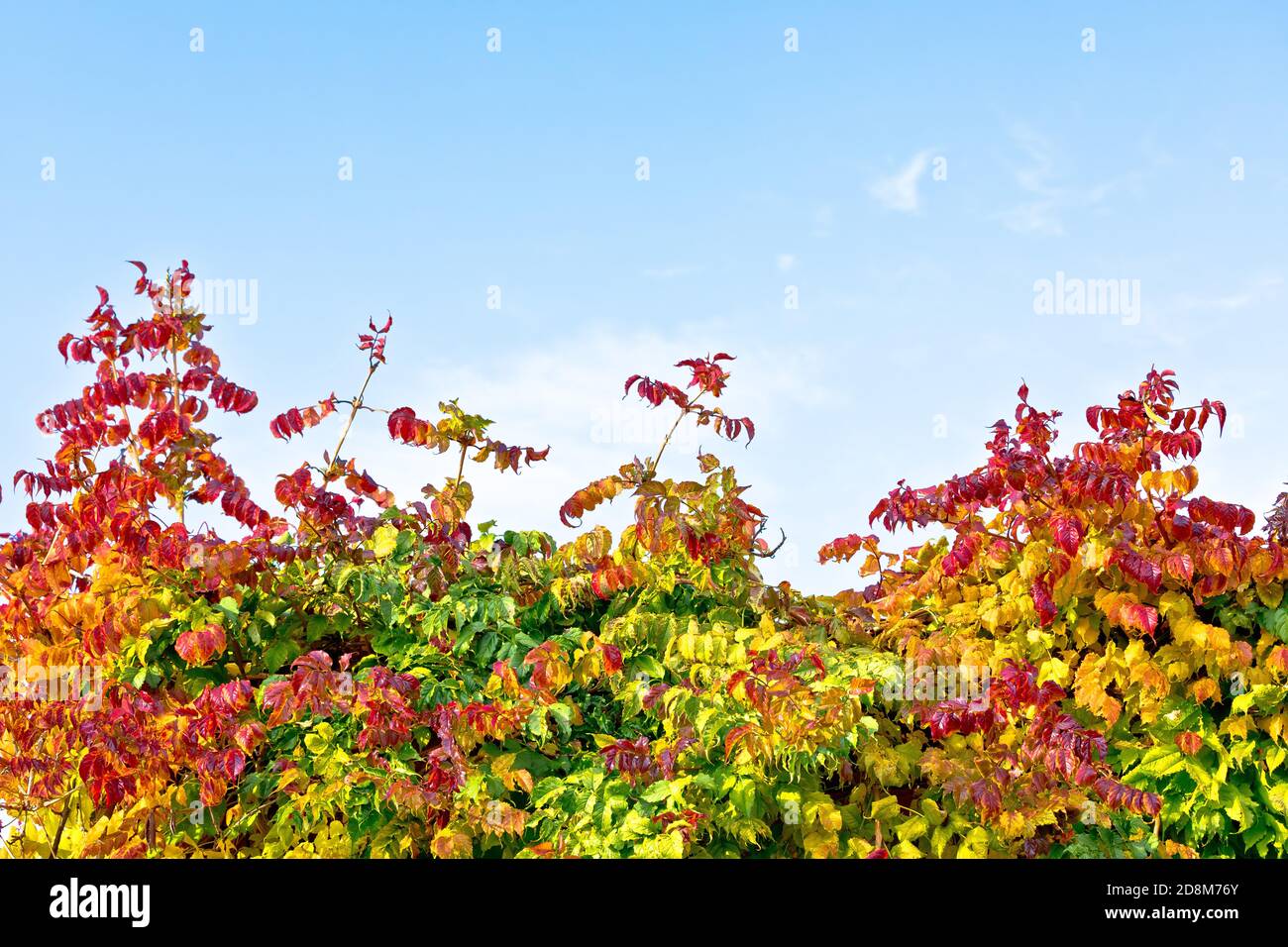 Autumn leaves color spectre and bright blue sky background, colors of ...