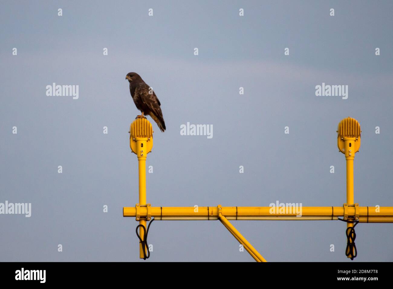 Animal airlift hi-res stock photography and images - Alamy