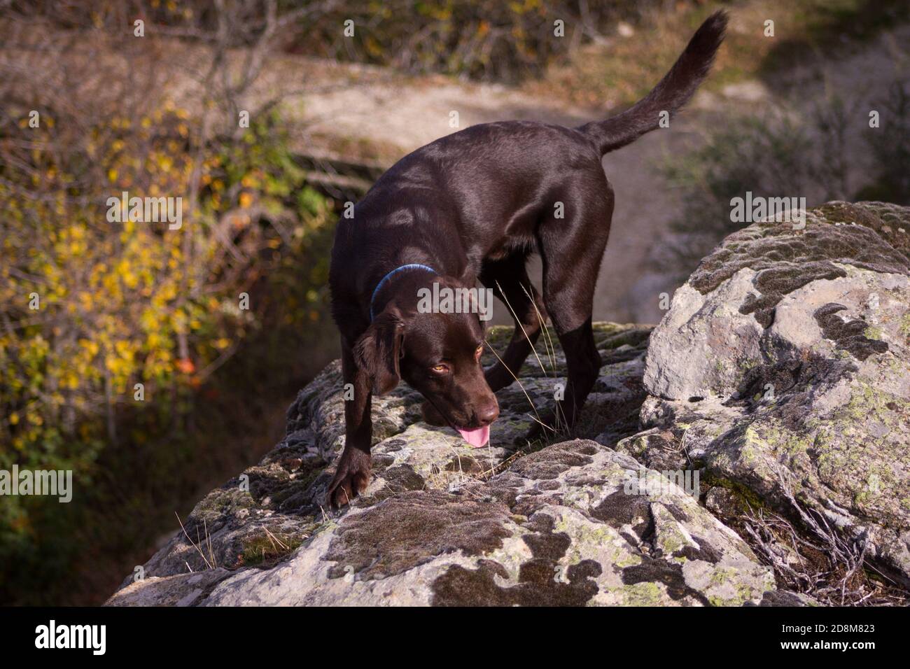 Chocolate labrador 8 month old puppy on a walk in autumn Stock Photo ...
