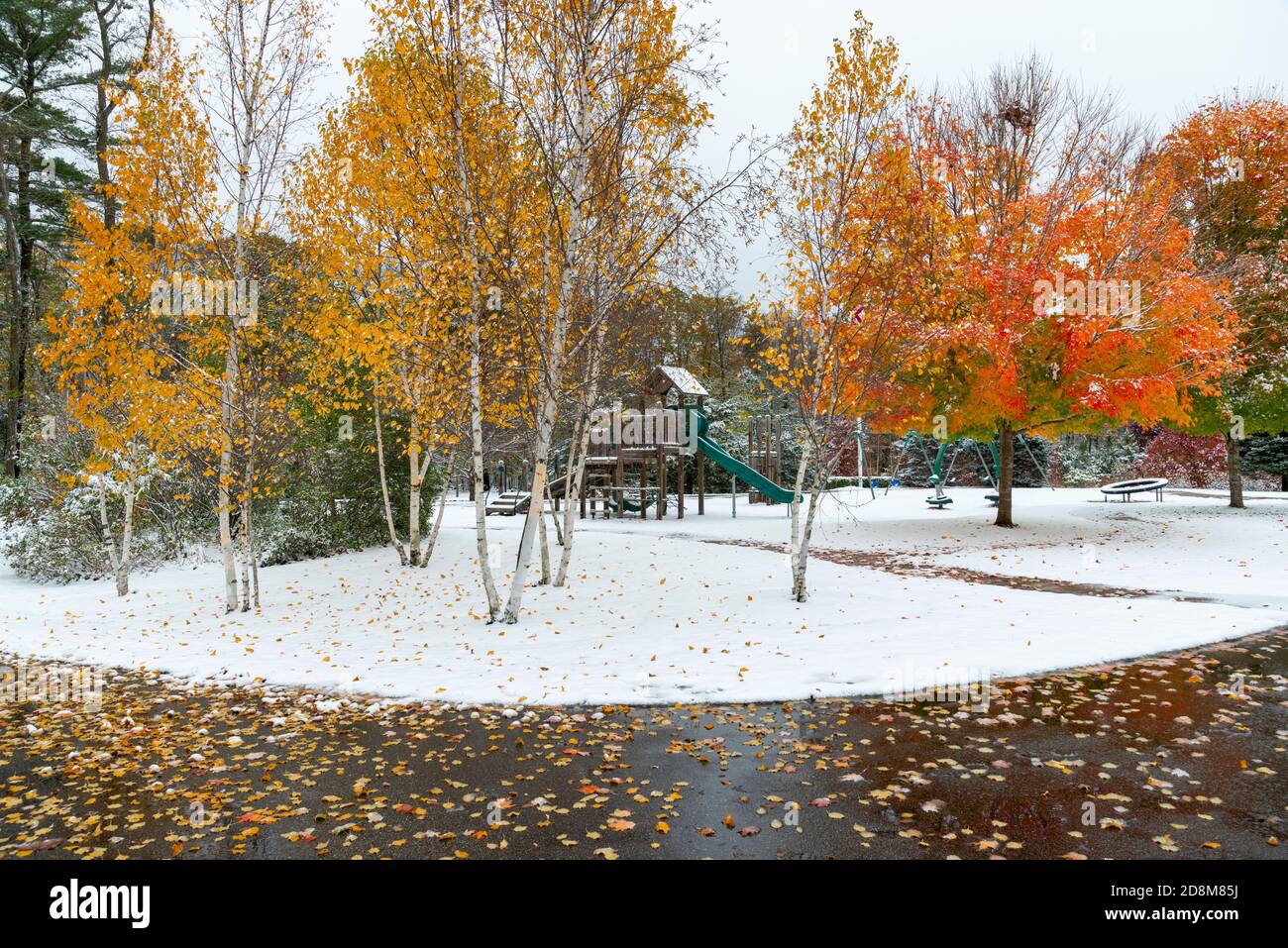 Rare fir trees hi-res stock photography and images - Alamy