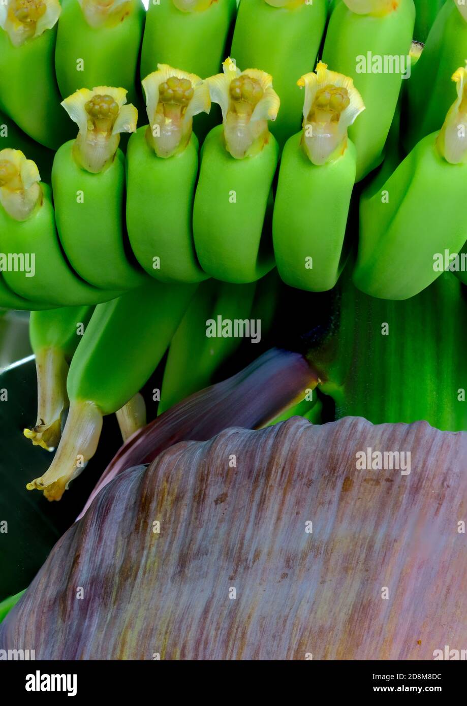 Banana tree base hi-res stock photography and images - Alamy