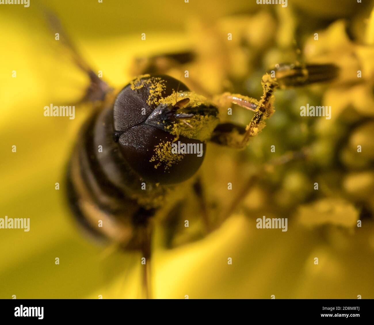Didea fuscipes hi-res stock photography and images - Alamy