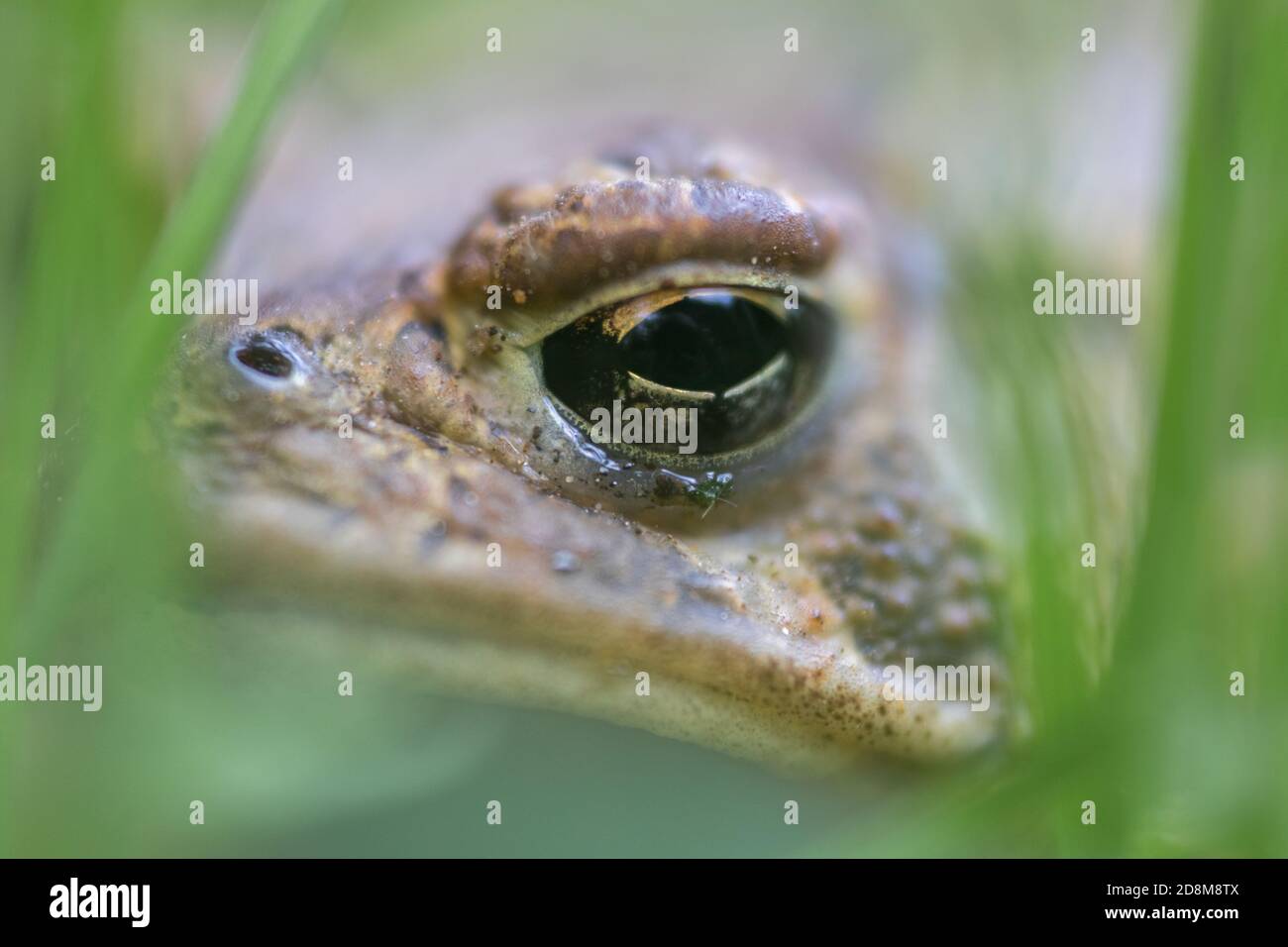 Extreme close up of toad face hiding among green grass Stock Photo - Alamy