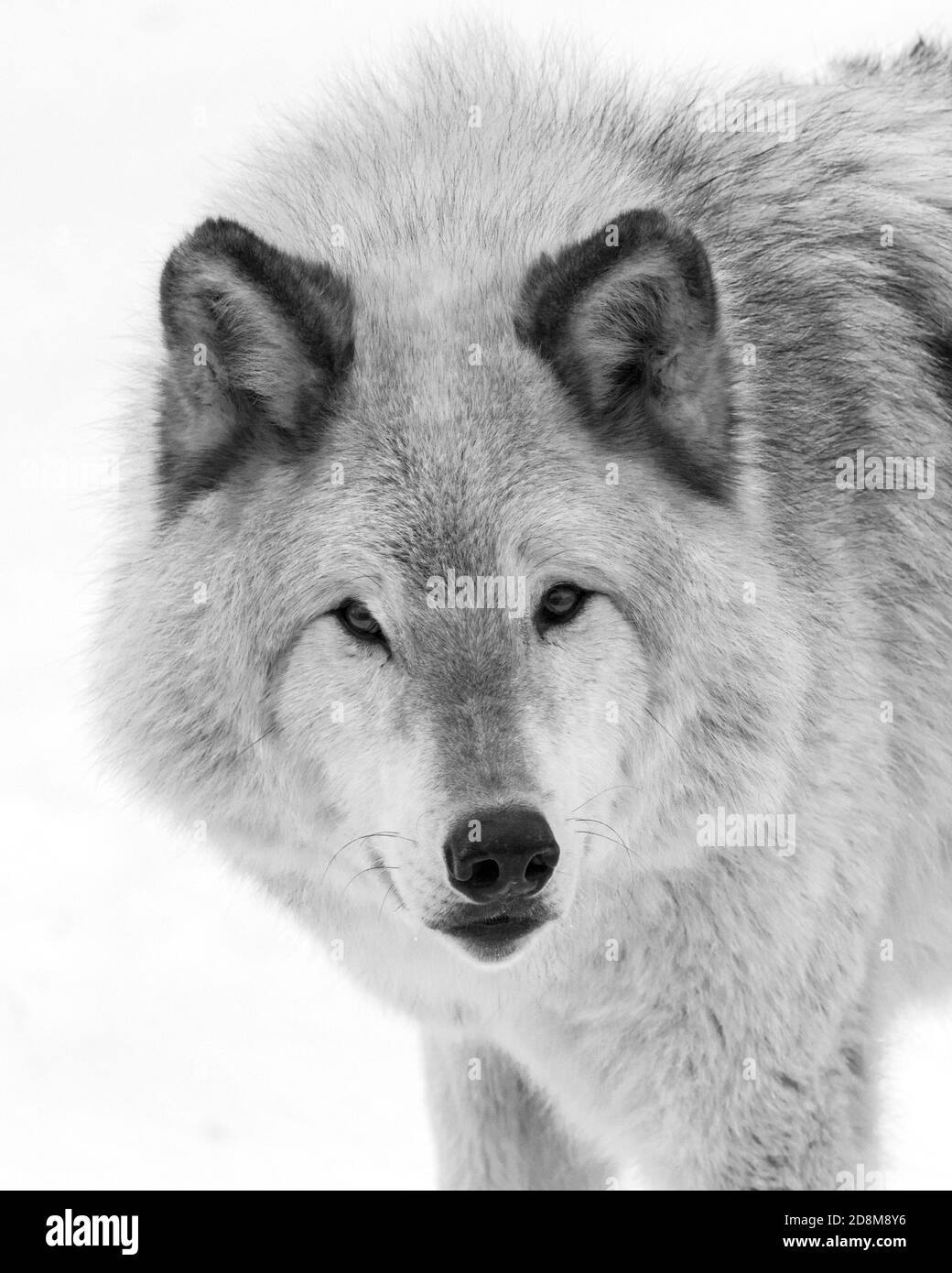 Black and white staring Grey Wolf extreme close up portrait Stock Photo ...