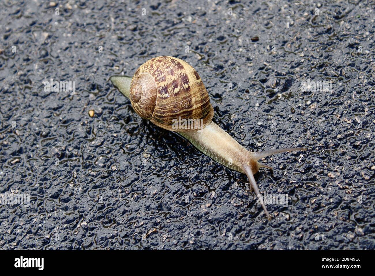 Closeup high angle shot of a snail Stock Photo - Alamy
