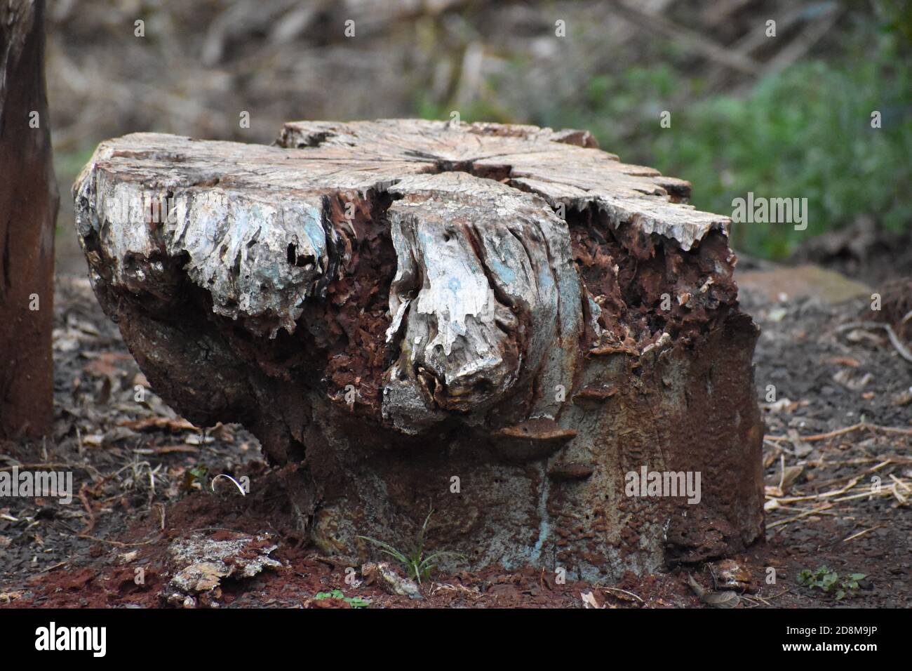 Old decaying stump Stock Photo - Alamy