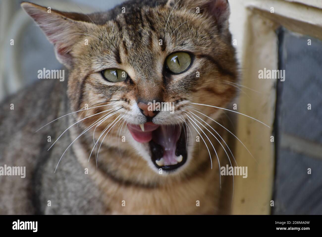 Snarling cat hi-res stock photography and images - Alamy