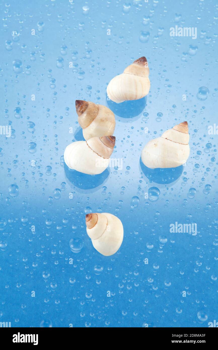 sea shells on blue water drops background Stock Photo - Alamy