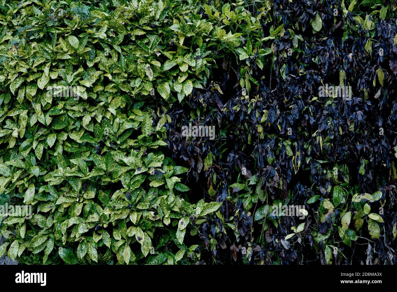 Half-burnt ivy plant with green and black leaves Stock Photo - Alamy