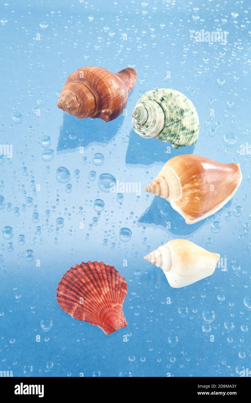 sea shells on blue water drops background Stock Photo - Alamy
