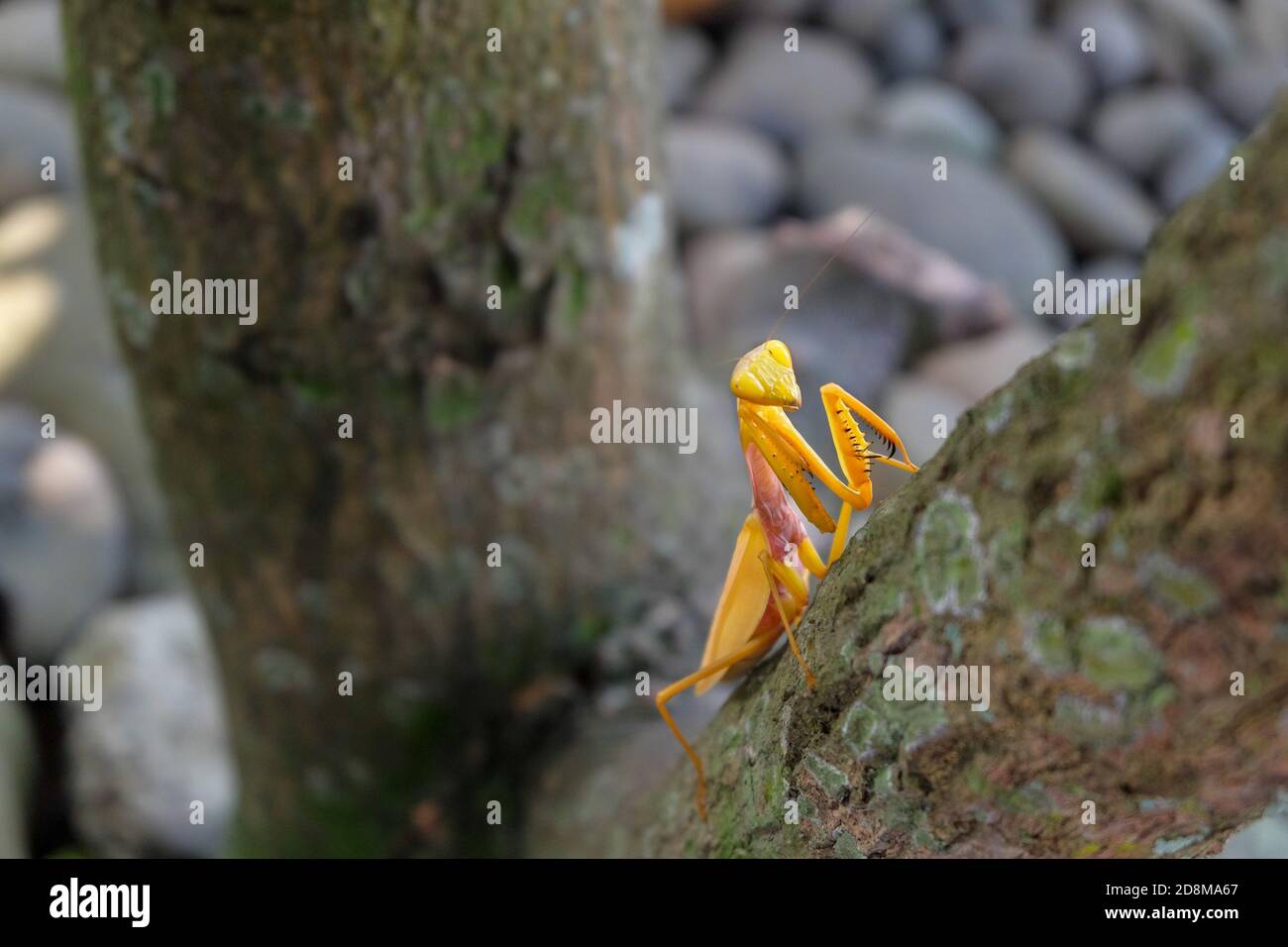 Yellow mantis hi-res stock photography and images - Alamy
