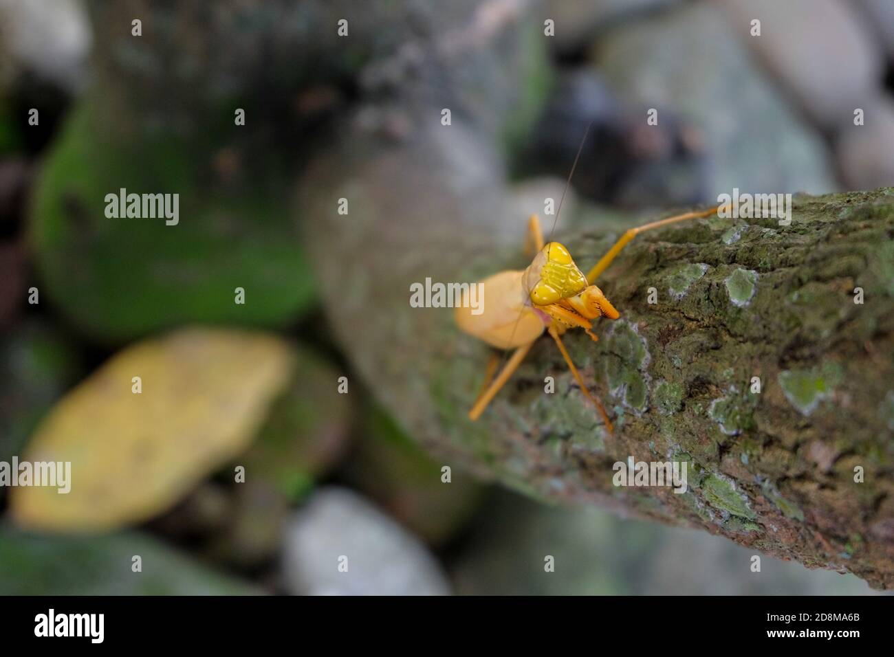 Yellow mantis hi-res stock photography and images - Alamy