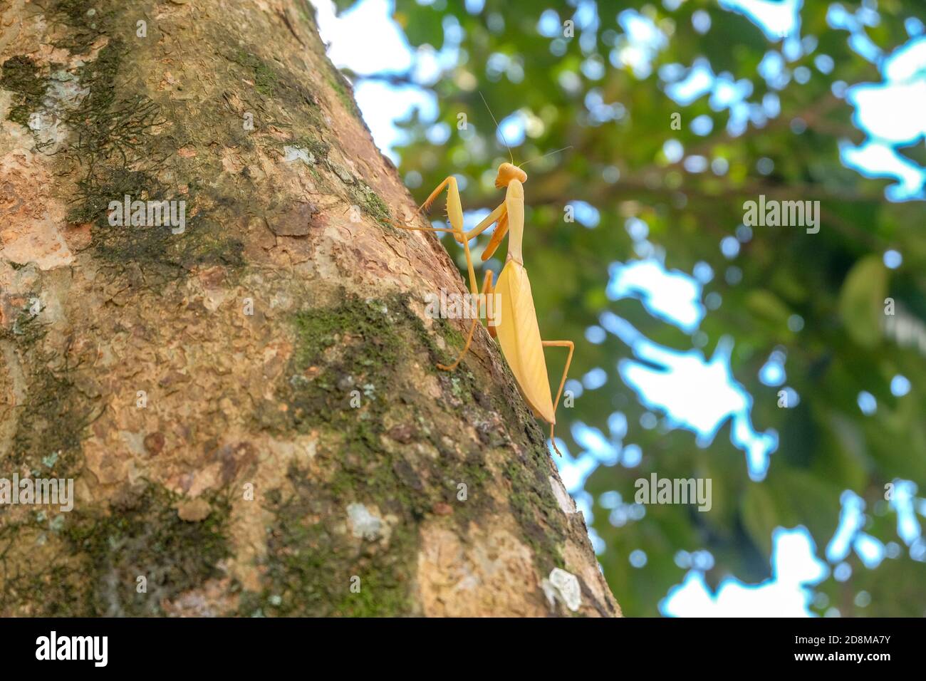 Yellow mantis hi-res stock photography and images - Alamy