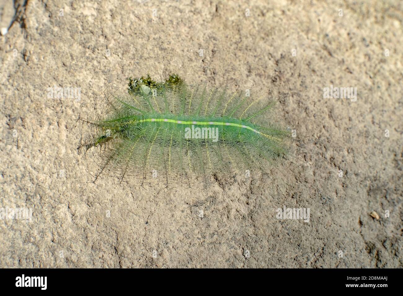The Common Baron Caterpillar Species: Euthalia Aconthea Order ...