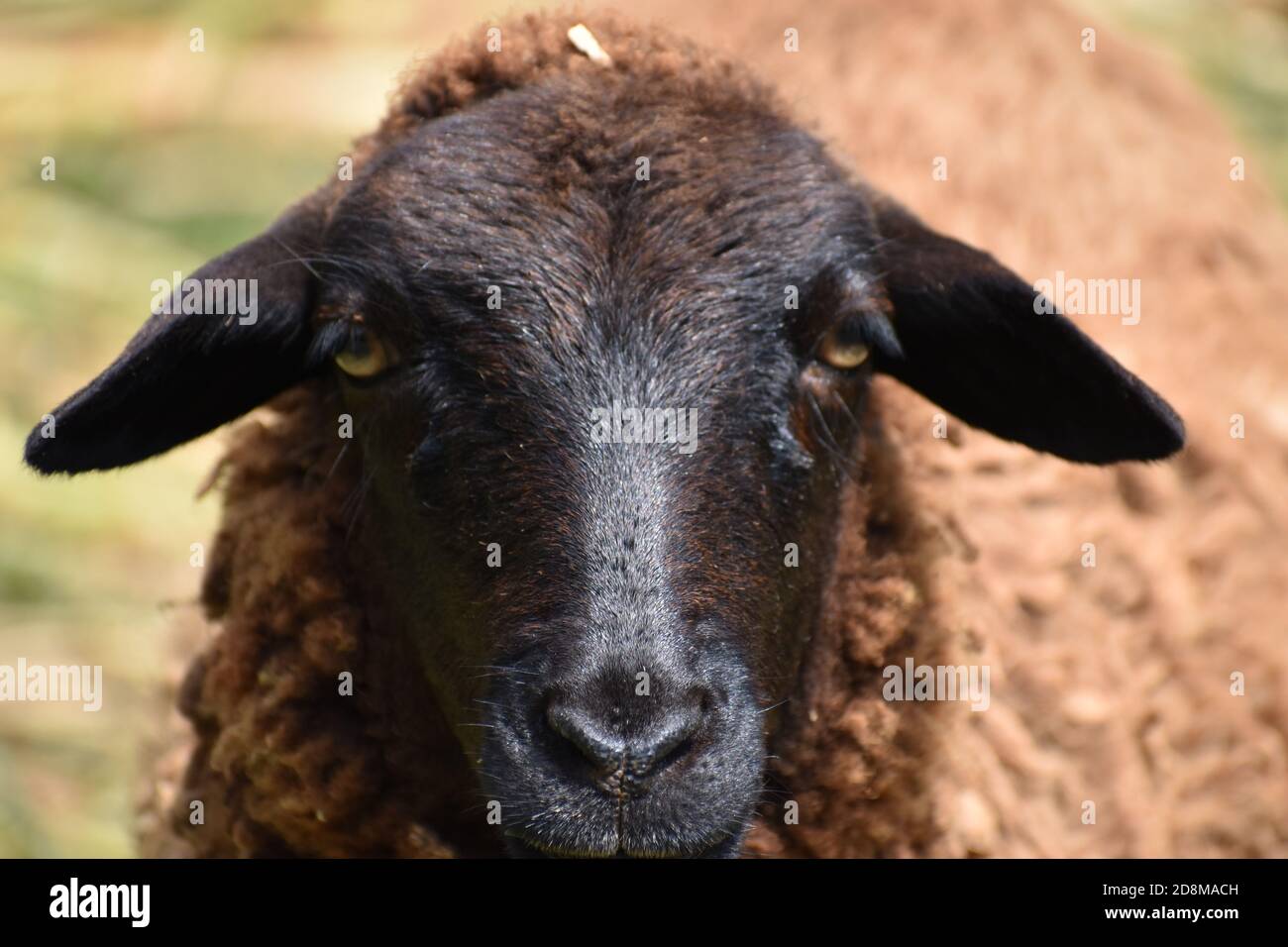 sheep stare down Stock Photo - Alamy