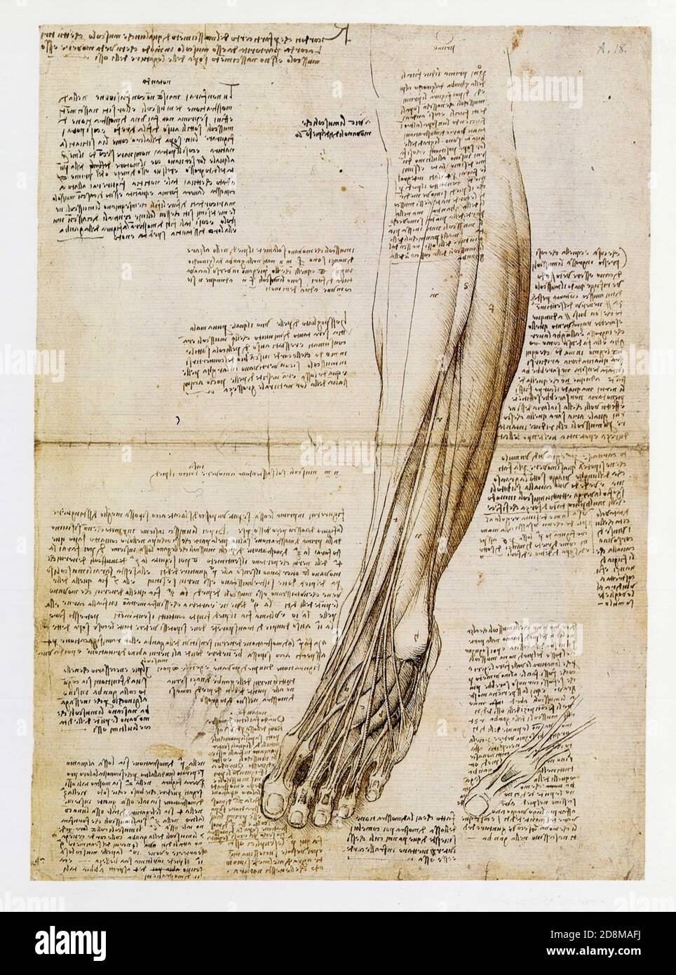 Leonardo Da Vinci Anatomy High Resolution Stock Photography and Images ...