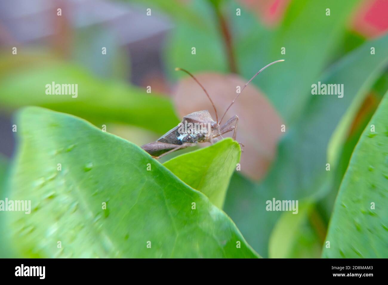 a brown stink bug (stinky bug) green on the leave Stock Photo - Alamy