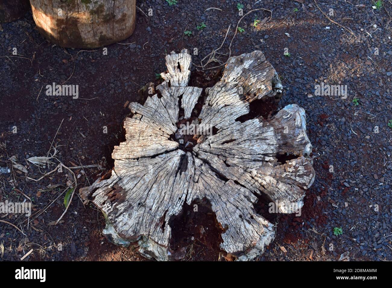Stump cross section hi-res stock photography and images - Alamy