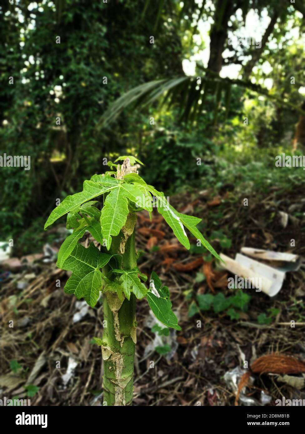 Fight back of a Papaya plant after being broken in the middle Stock ...