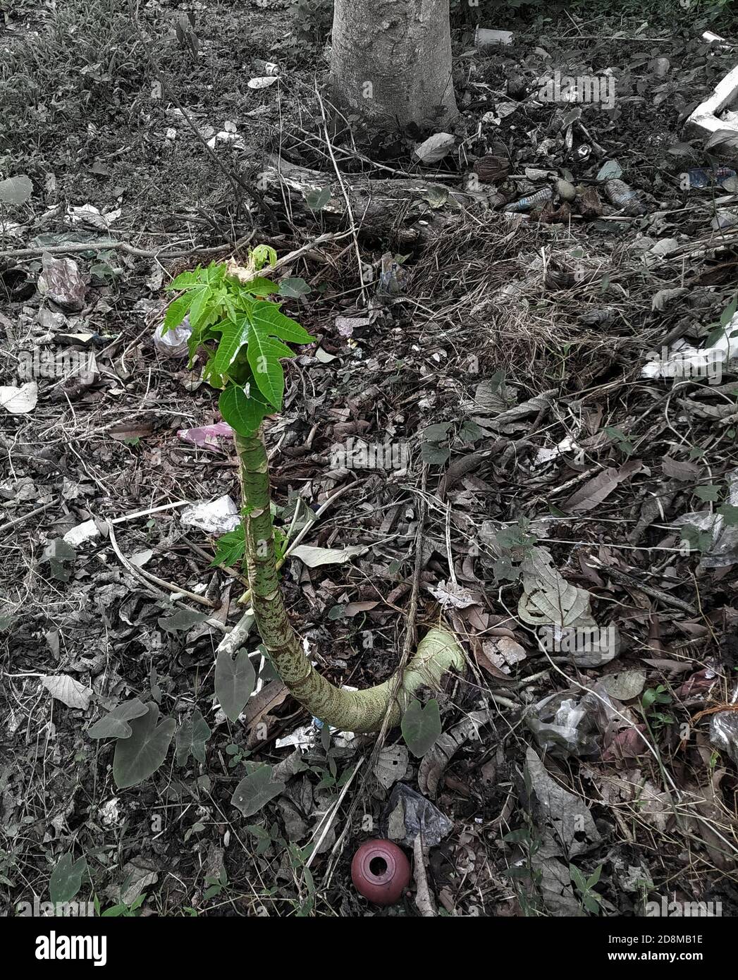 Fight back of a Papaya plant after being broken in the middle Stock ...