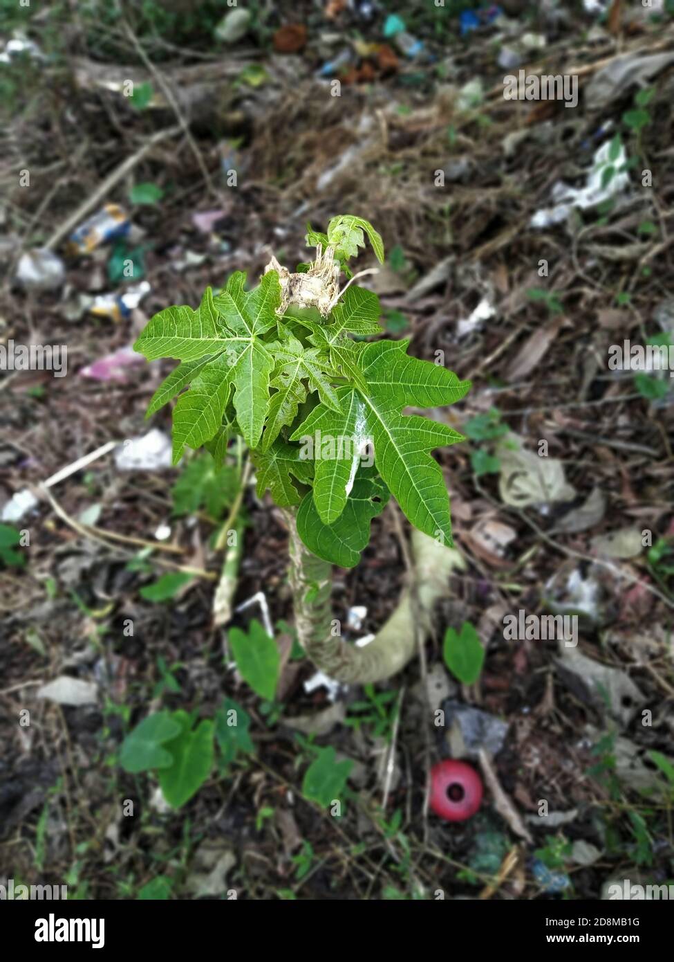 Fight back of a Papaya plant after being broken in the middle Stock ...