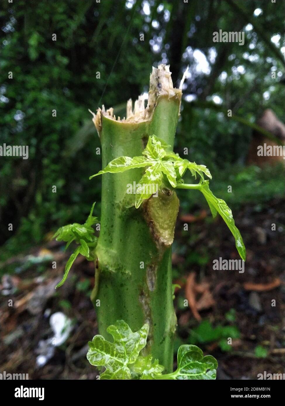 Fight back of a Papaya plant after being broken in the middle Stock ...