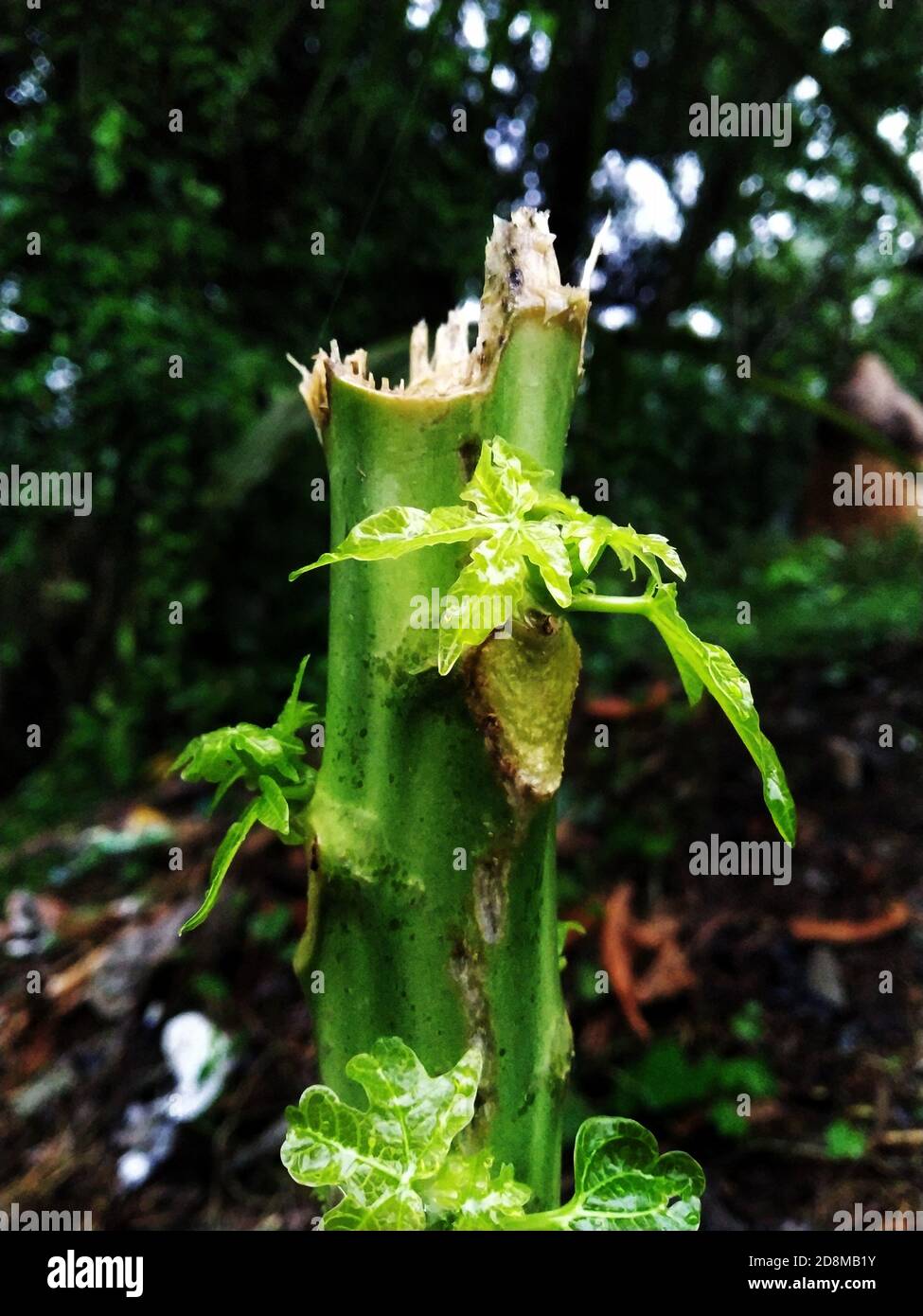 Fight back of a Papaya plant after being broken in the middle Stock ...
