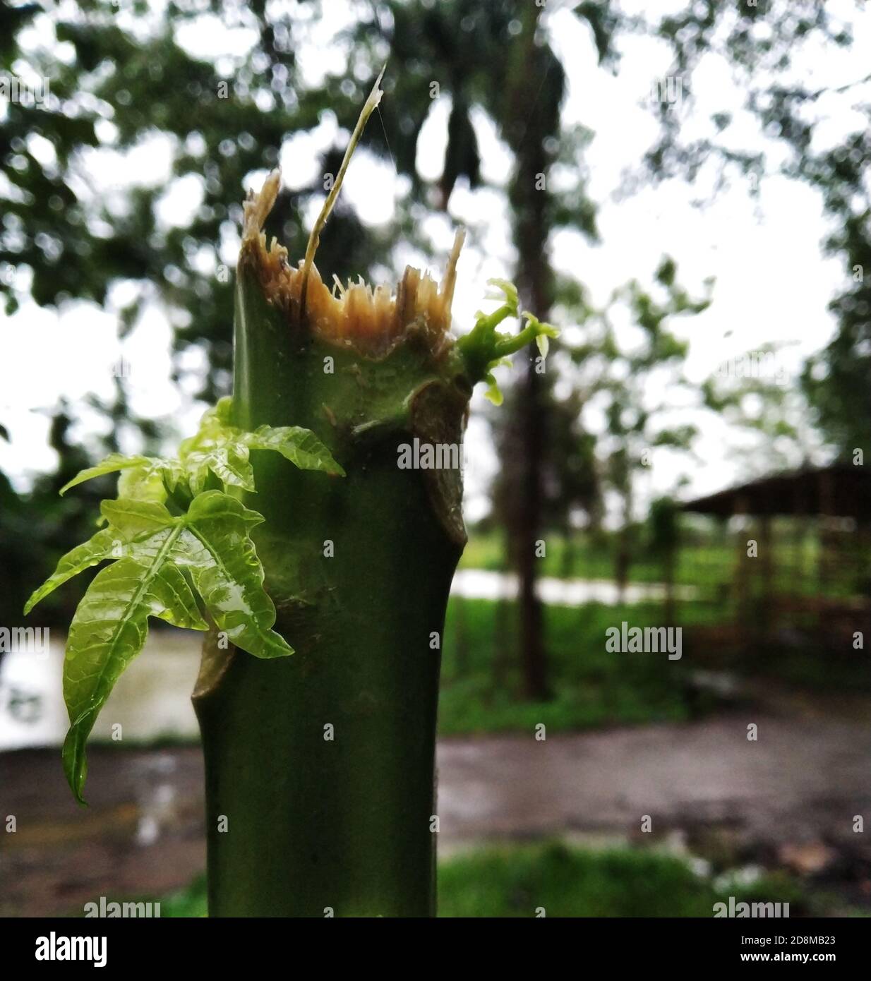 Fight back of a Papaya plant after being broken in the middle Stock ...