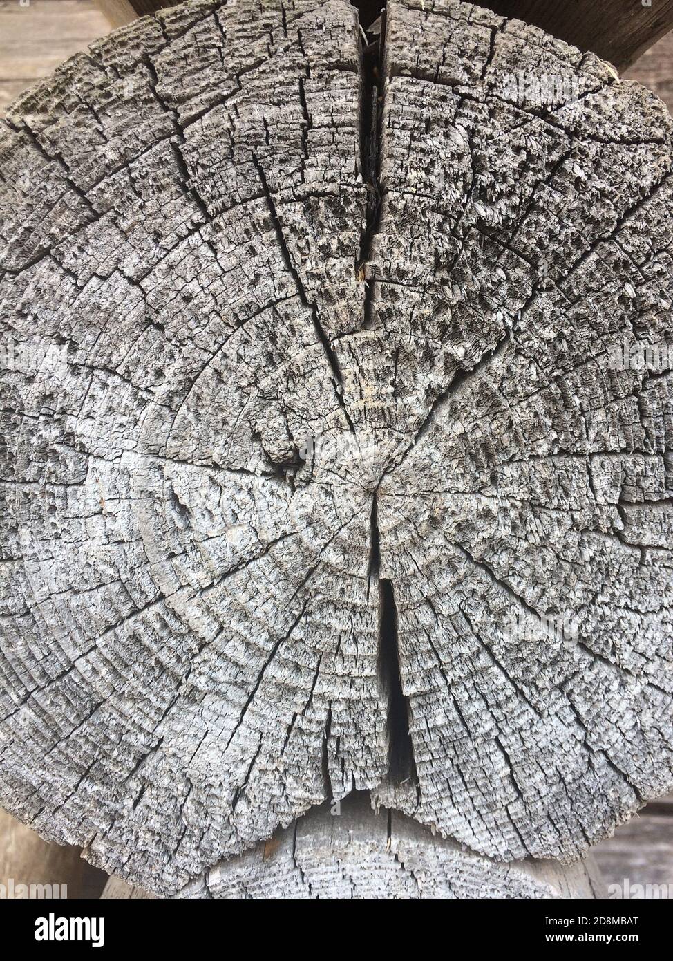 Tree rings old weathered wood texture with the cross section of a cut log Stock Photo - Alamy