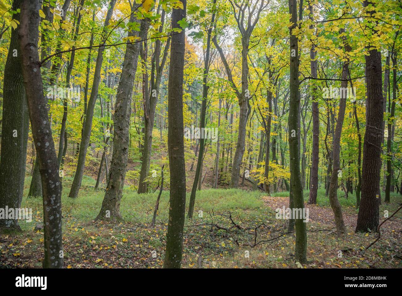 Forest in the fall. Woods in autumn Stock Photo - Alamy