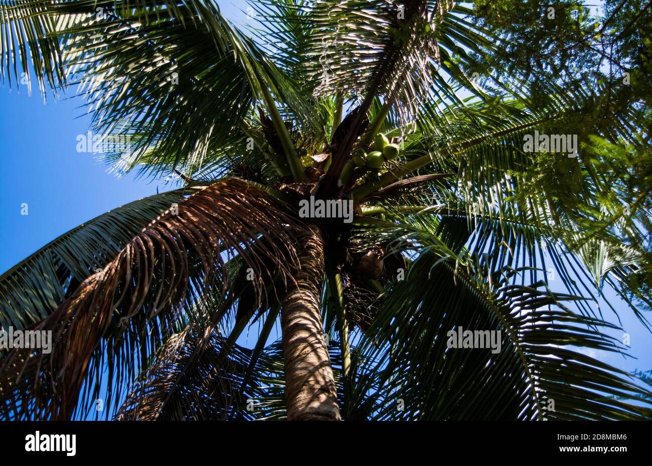 Beautiful Coconut palm tree, full of coconuts in golaghat, assam Stock ...