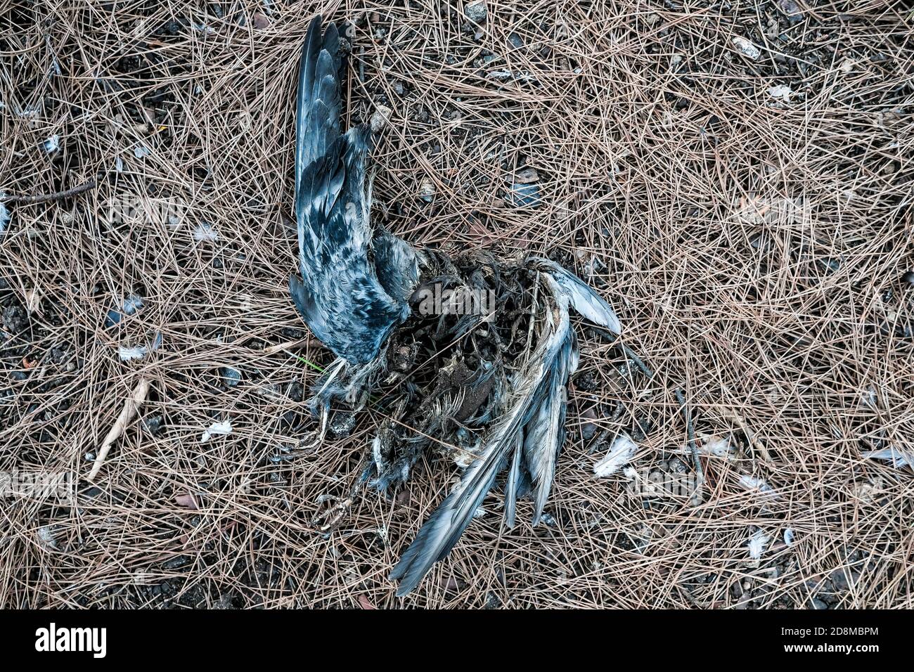 Close up wild bird dead decay hi-res stock photography and images - Alamy