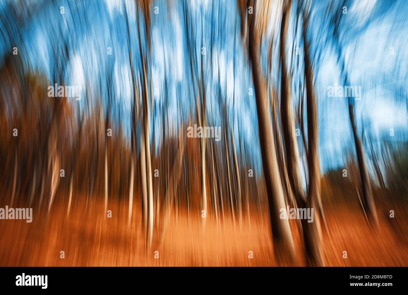 Abstract image of trees in an autumn forest. Intentional motion blur ...