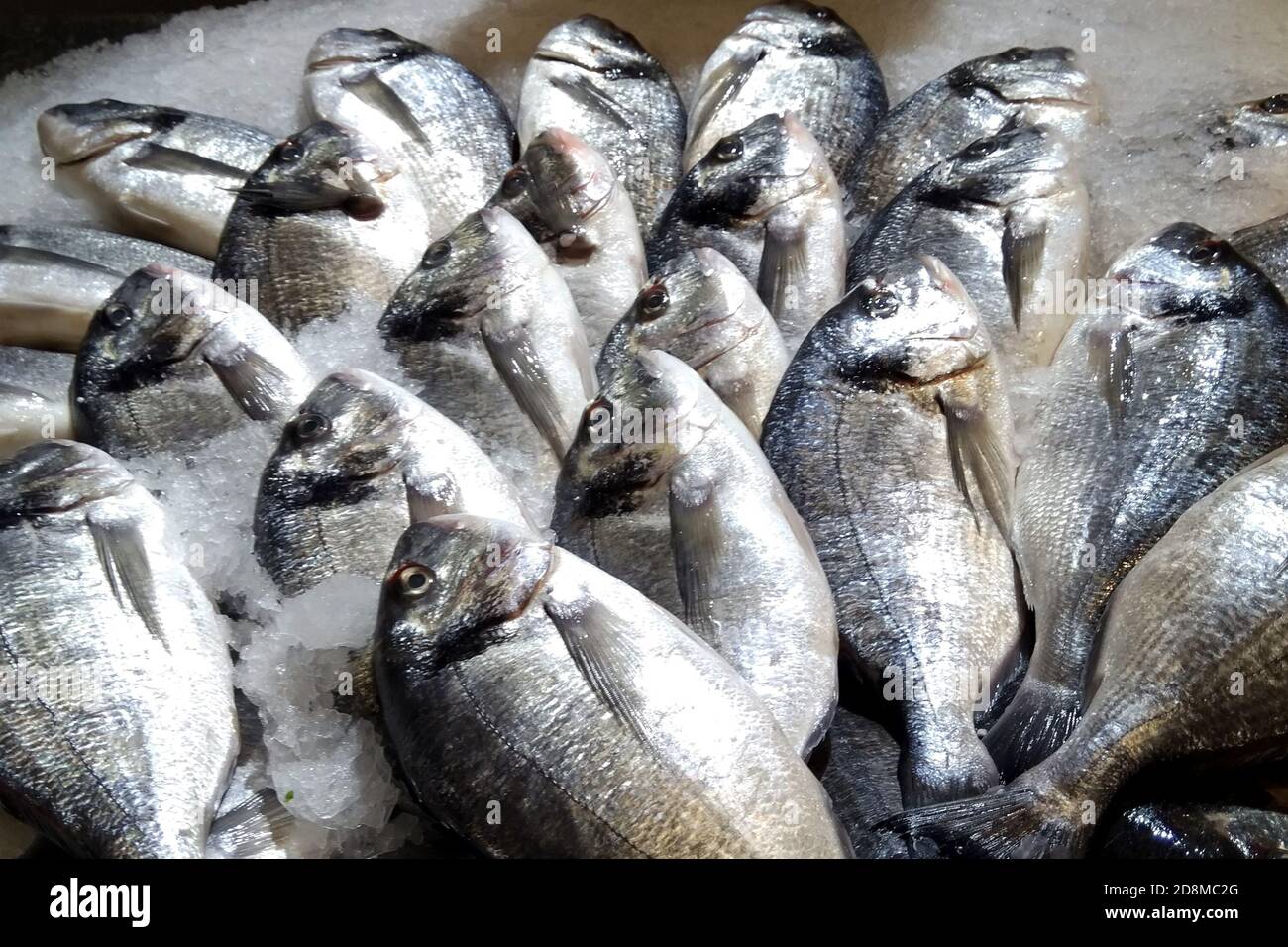 Silver seabream hi-res stock photography and images - Alamy