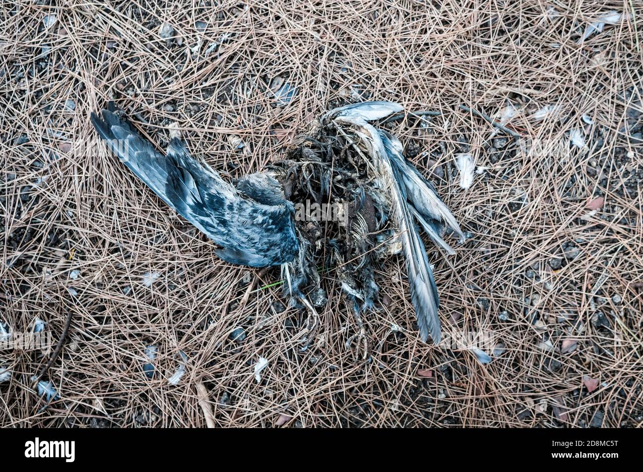 dead bird with feathers and bones on ground Stock Photo - Alamy