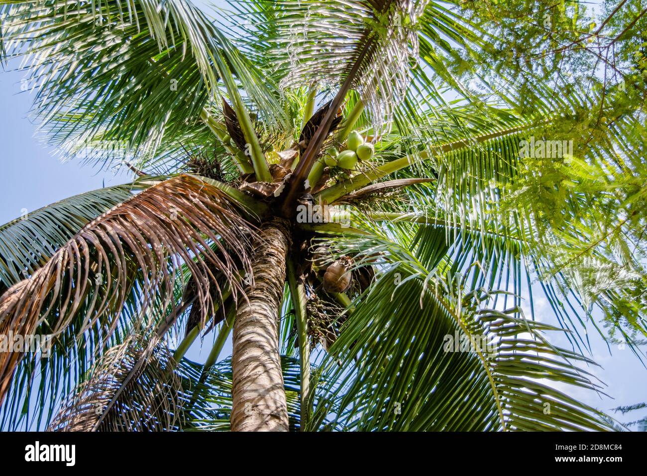 Beautiful Coconut palm tree, full of coconuts in golaghat, assam Stock ...