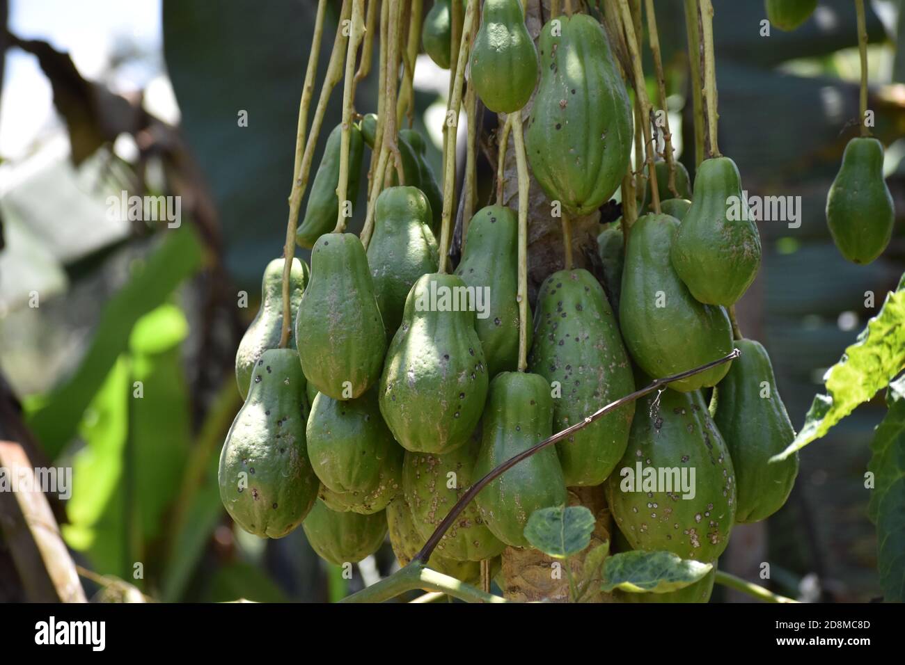 Friut plant hi-res stock photography and images - Alamy