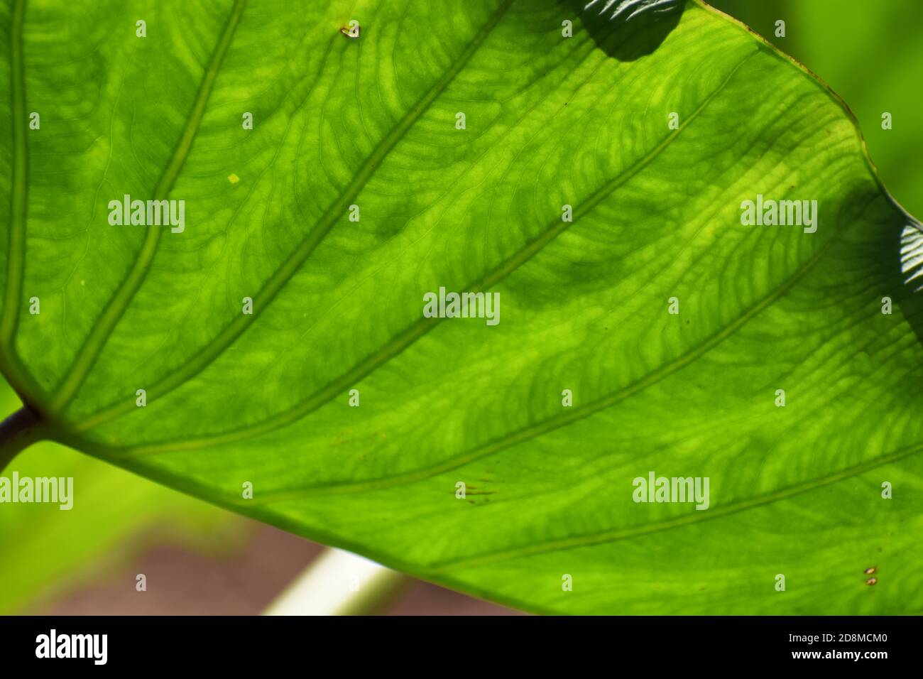 Arrow root under leaf Stock Photo - Alamy