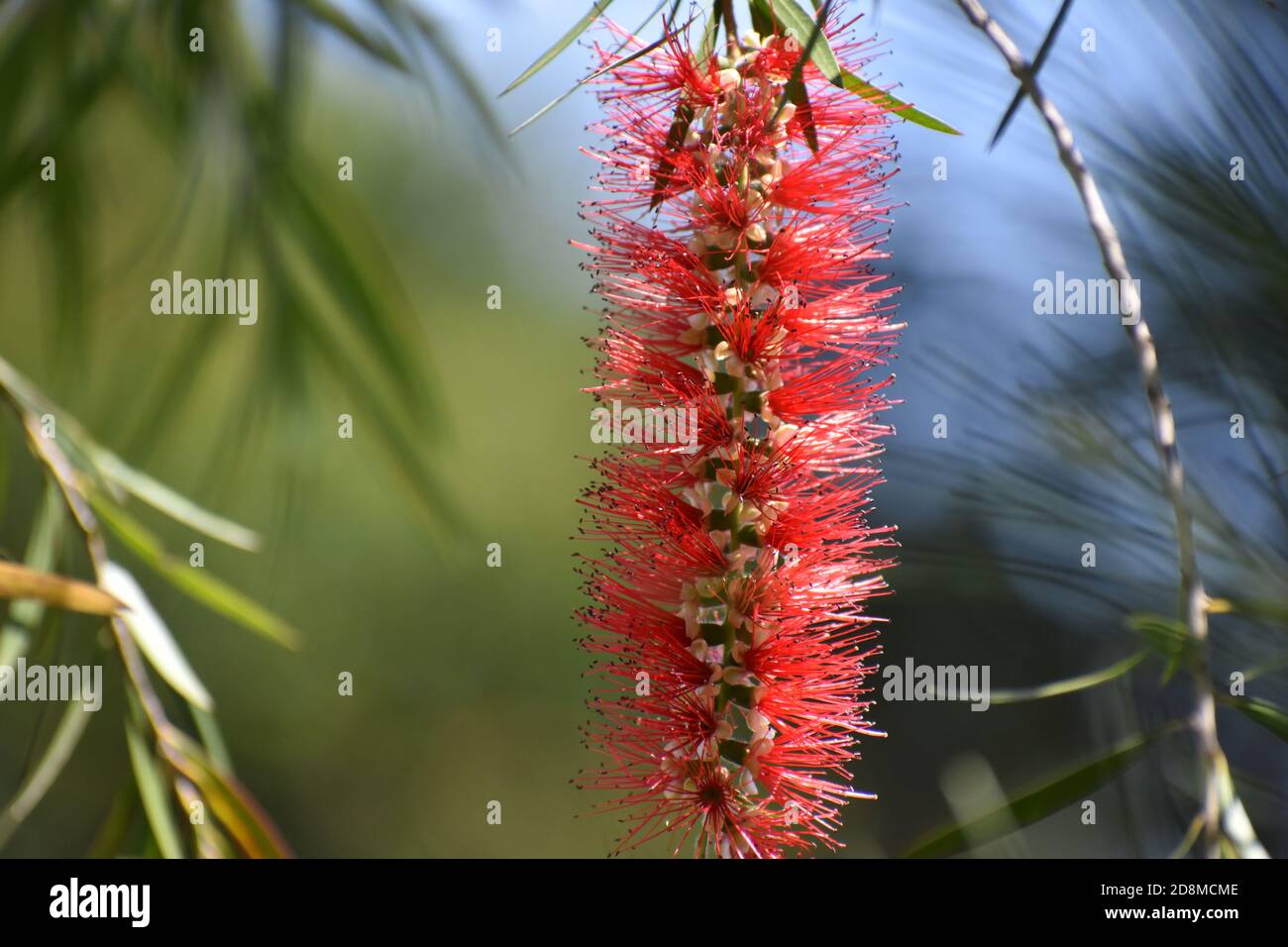 Red bottle brush plants hi-res stock photography and images - Alamy