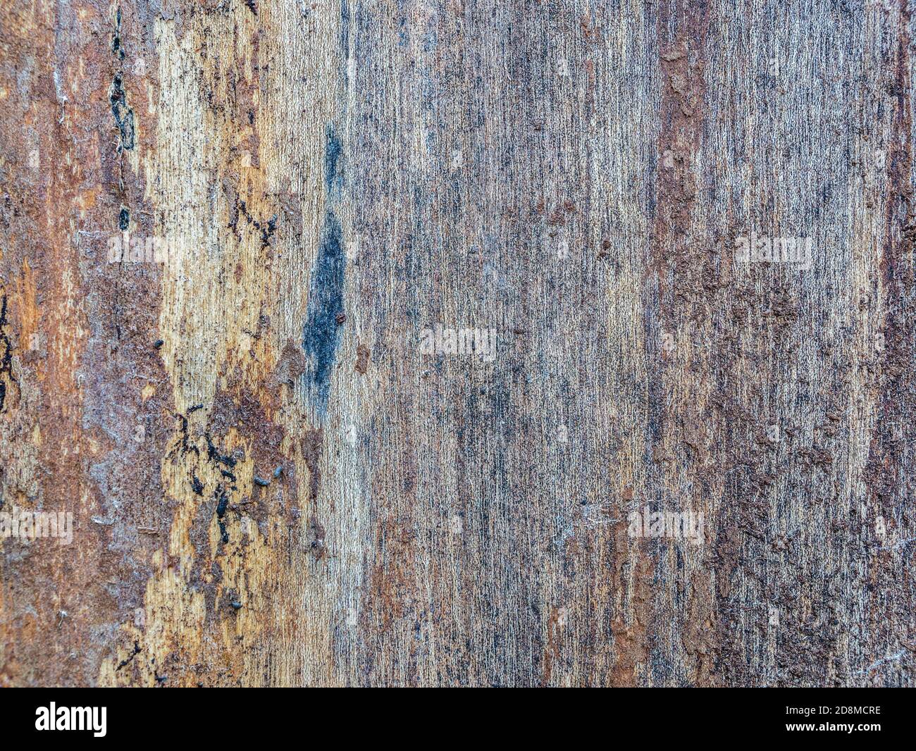 Tree trunk natural wood texture pattern Stock Photo - Alamy