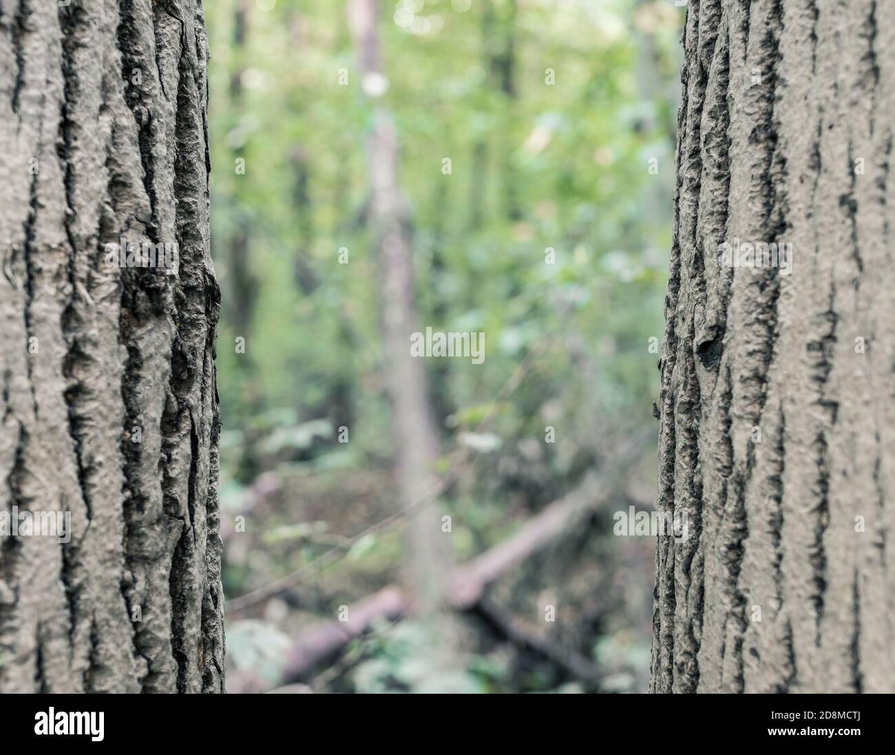 Face in bark pattern hi-res stock photography and images - Alamy