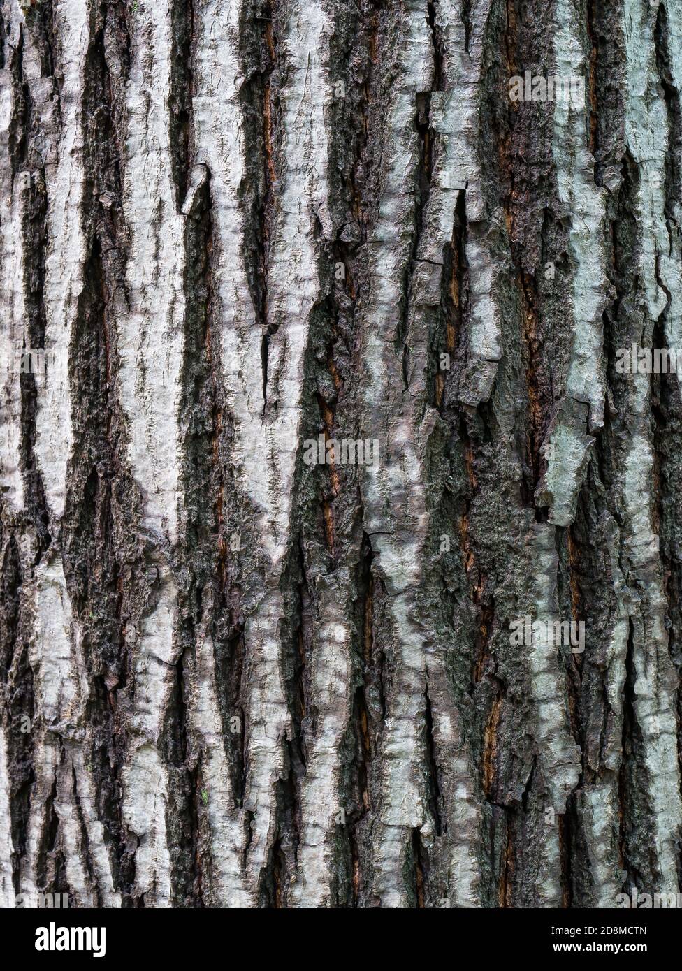 Bark tree natural wood texture pattern Stock Photo - Alamy