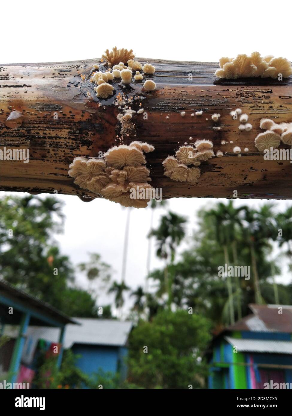 White fungal growth hi-res stock photography and images - Alamy