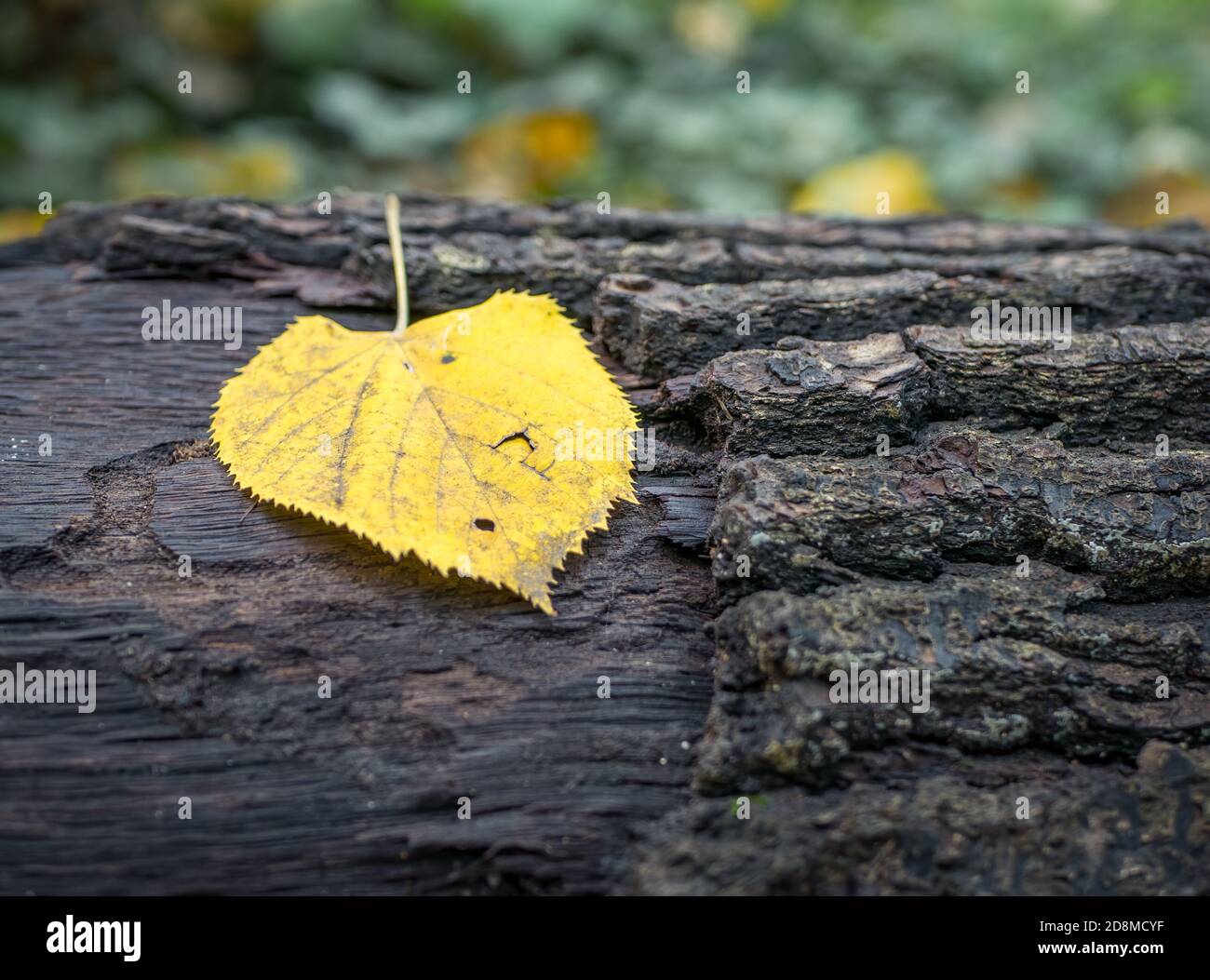 Yellow leaf on a fallen tree trunk in the woods. Autumn landscape Stock ...