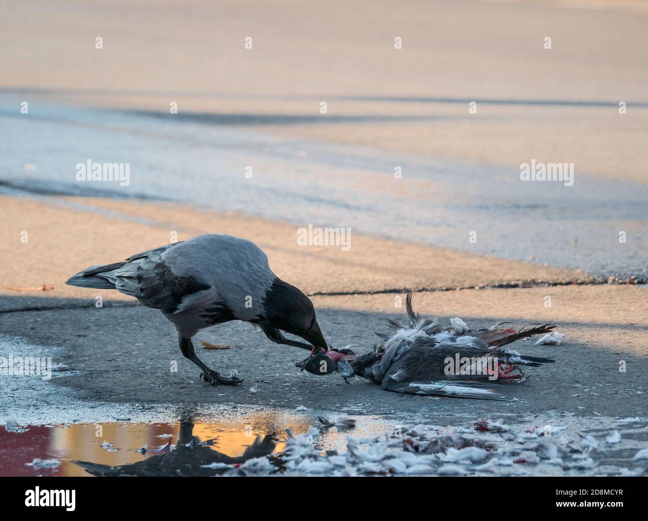 Raven Eating Carrion High Resolution Stock Photography and Images - Alamy